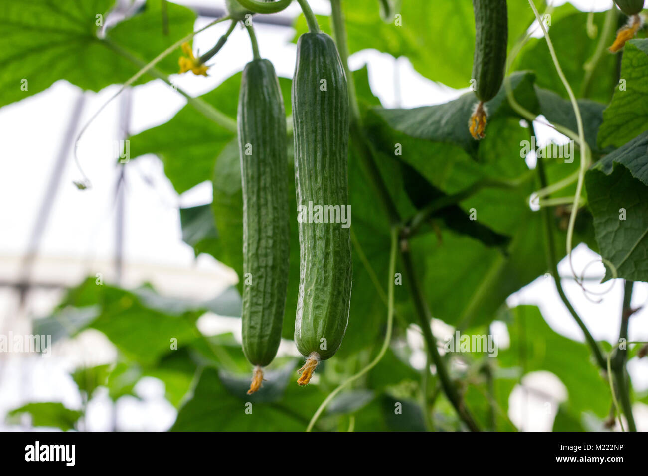 The growth and blooming of greenhouse cucumbers. the Bush cucumbers on ...