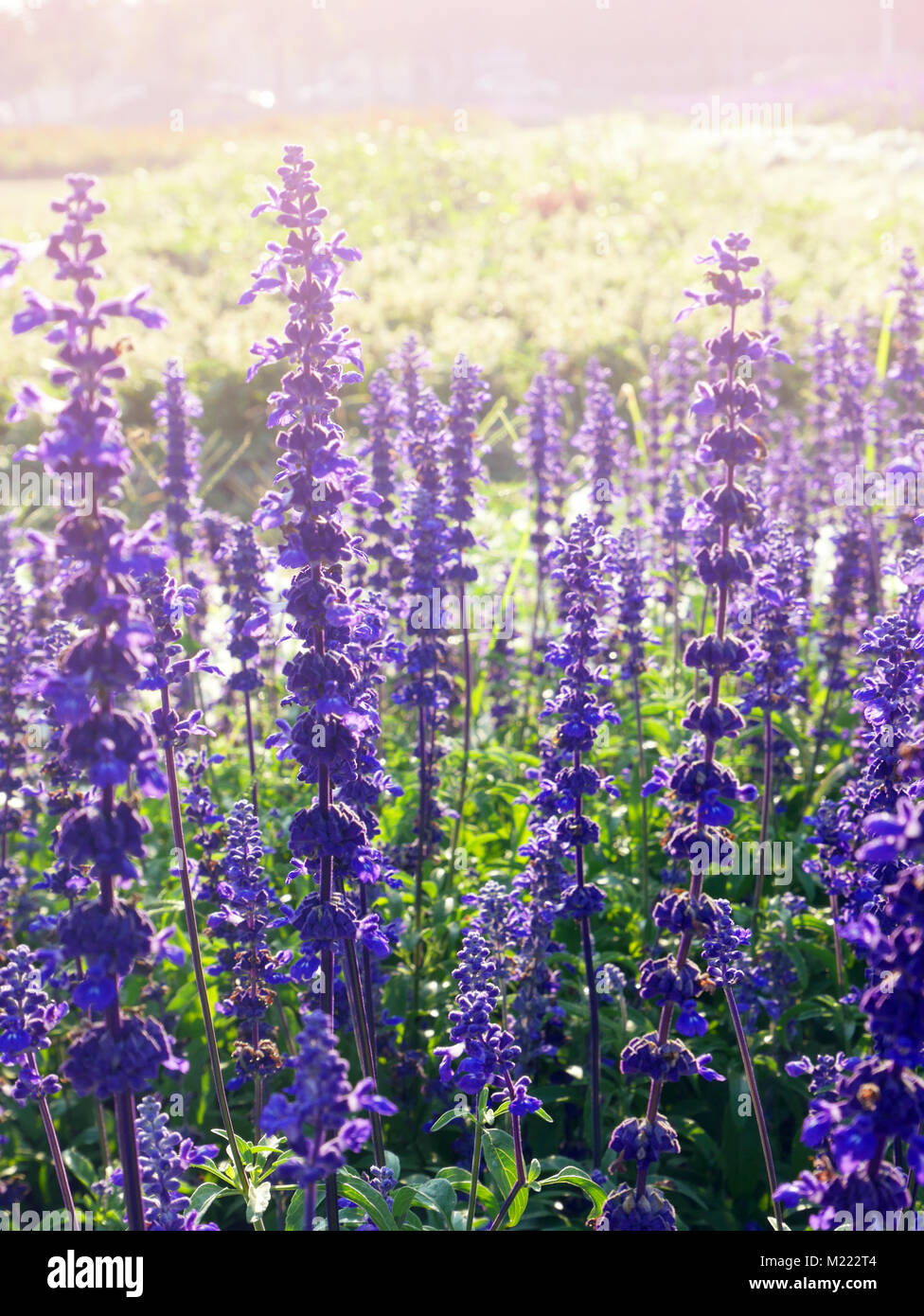 Salvia Divinorum Flower