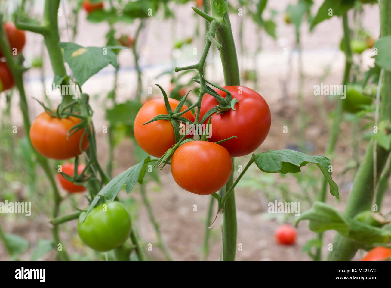 Beautiful red ripe heirloom tomatoes grown in a greenhouse. Gardening ...