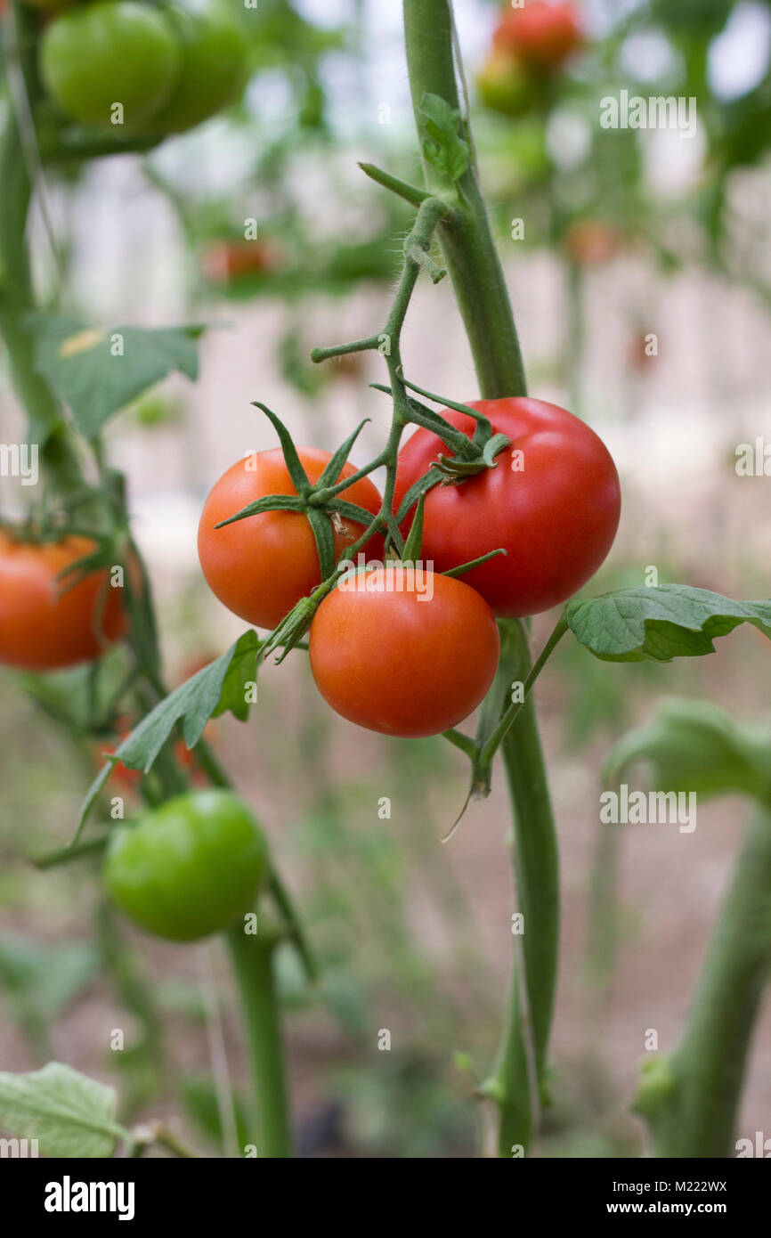 Beautiful red ripe heirloom tomatoes grown in a greenhouse. Gardening ...