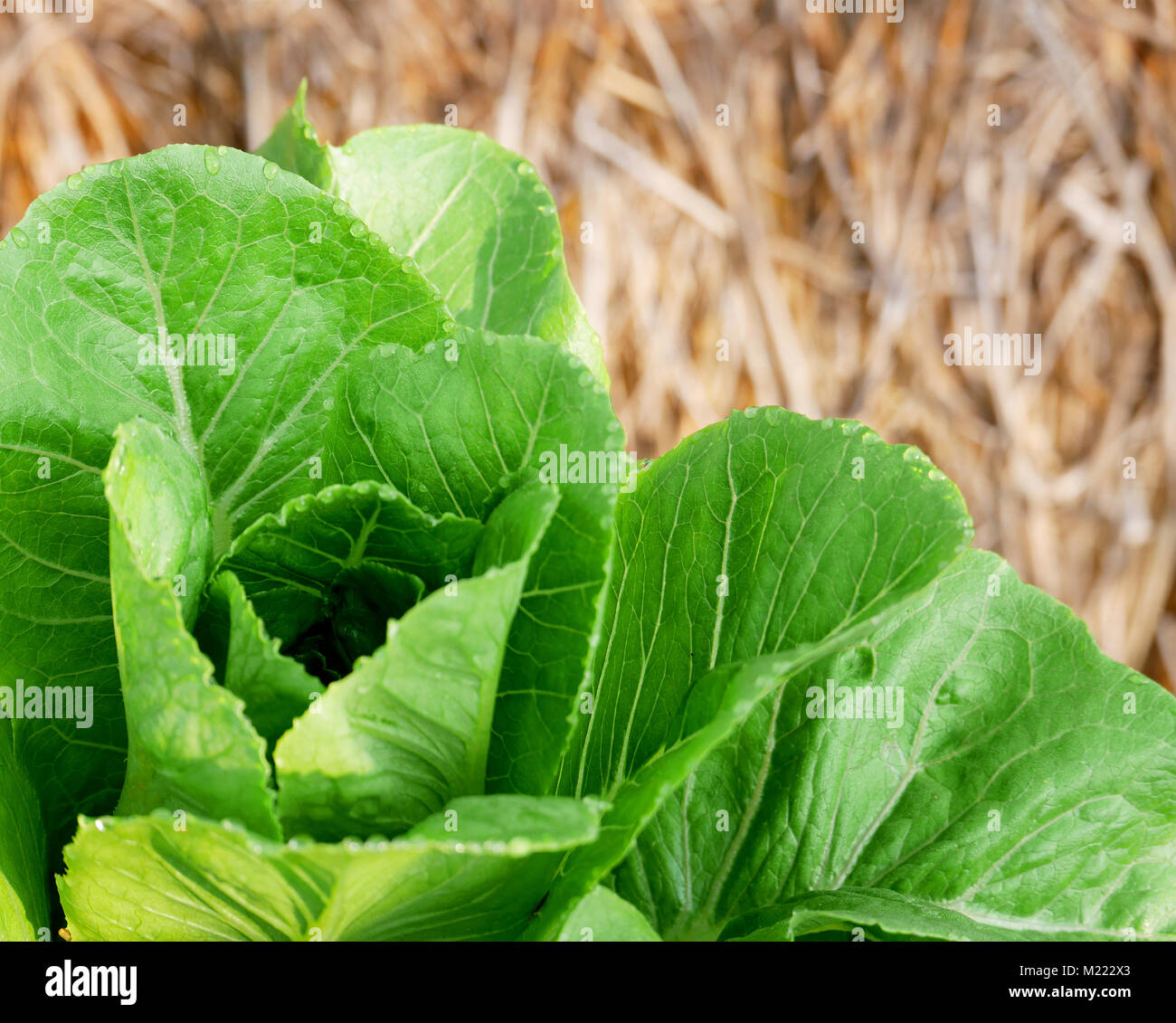 Cos or romaine lettuce close-up with hay background Stock Photo - Alamy