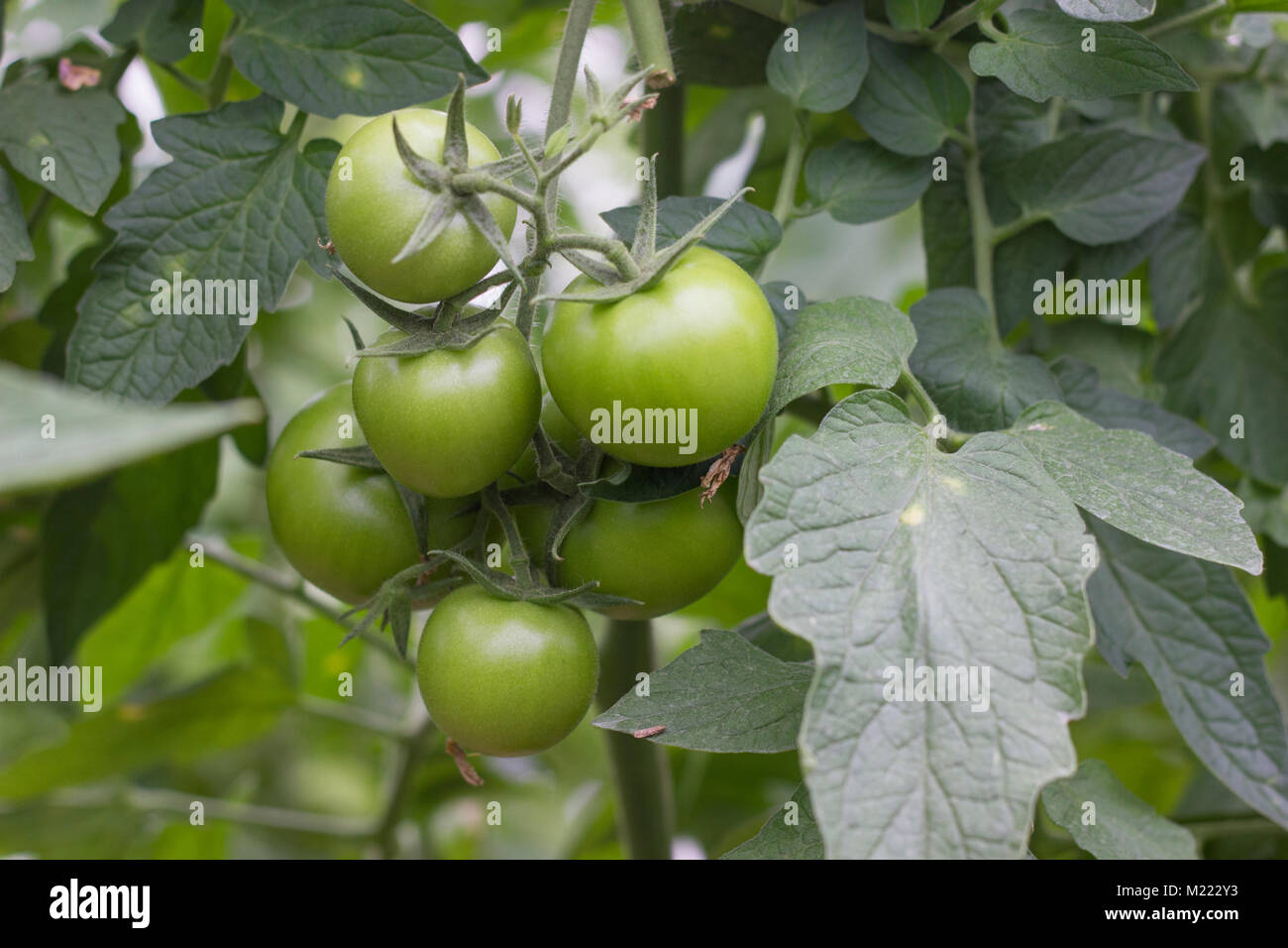 Beautiful tomatoes grown in a greenhouse. Gardening tomato photograph ...