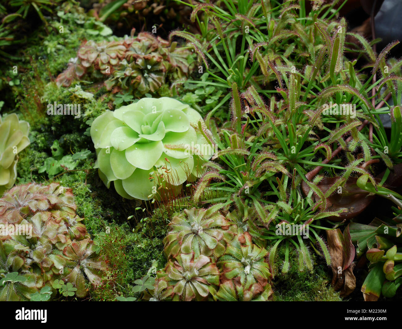 Fern and Moss Species Stock Photo - Alamy