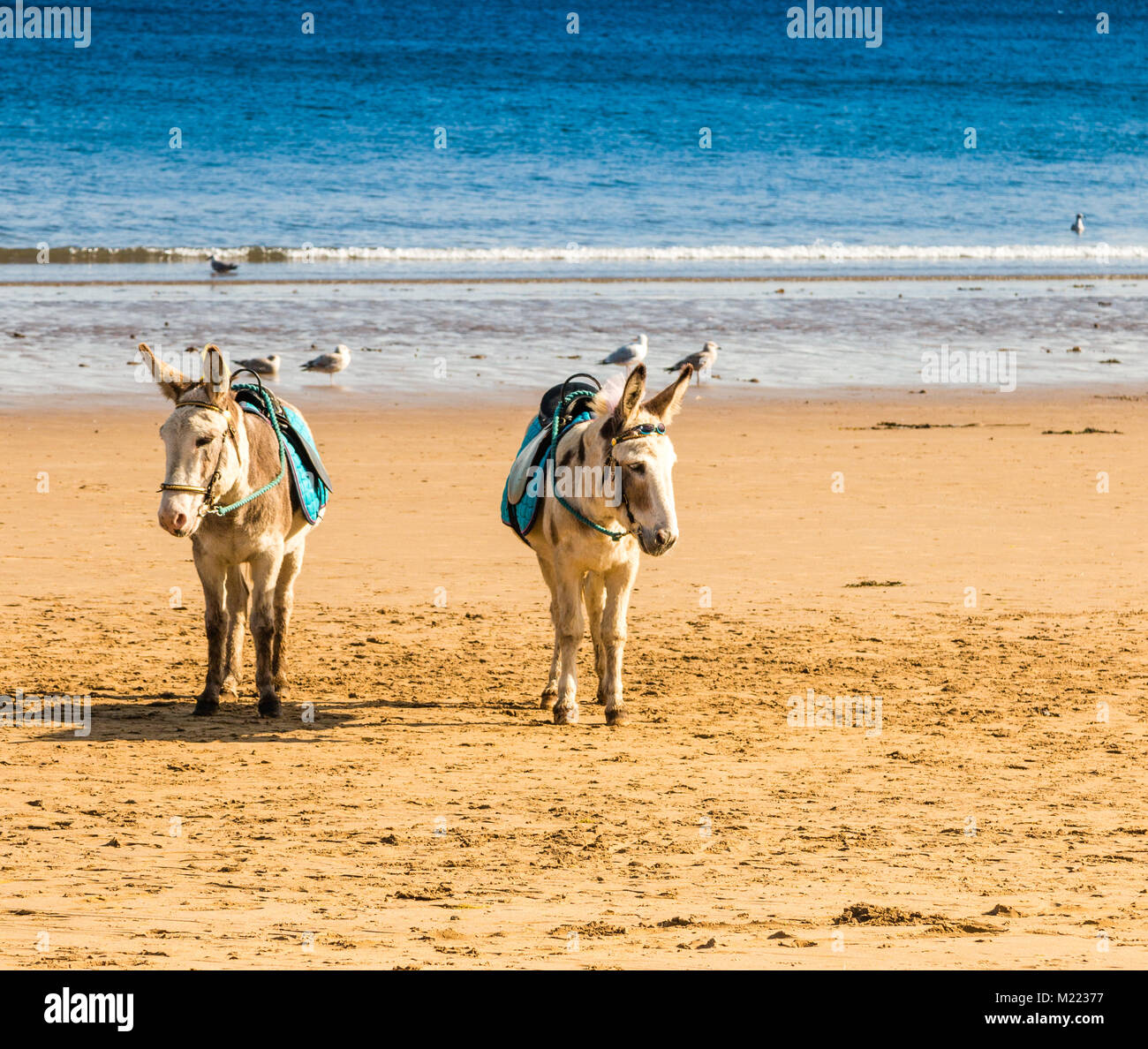 Scarborough donkey rides hi-res stock photography and images - Alamy