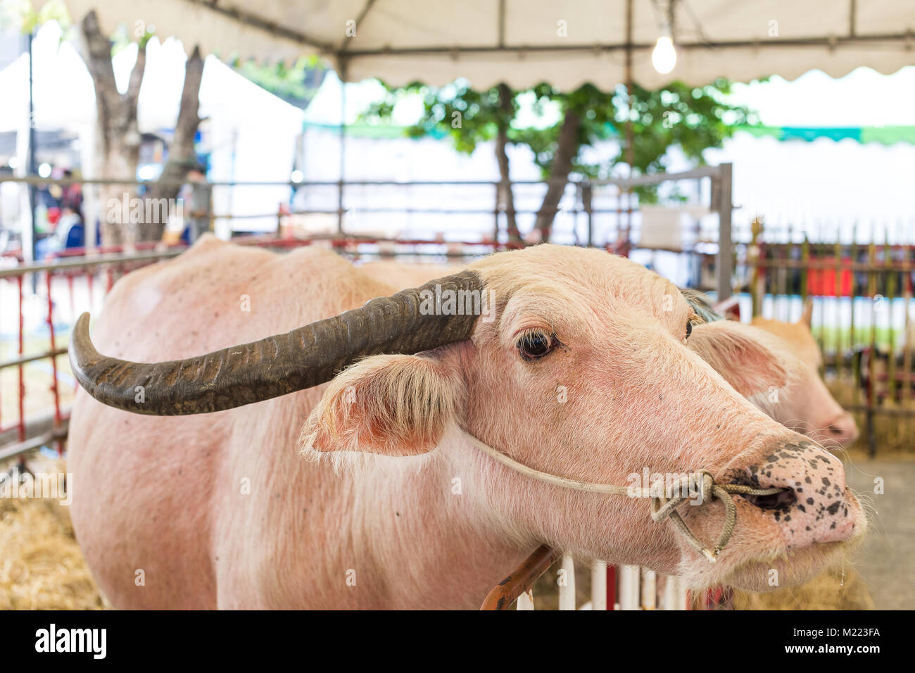 The pink buffalo in the farm Stock Photo - Alamy