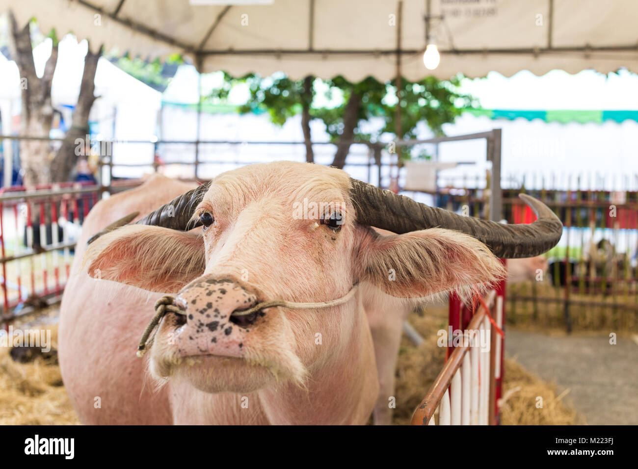 Pink buffalo in farm hi-res stock photography and images - Alamy