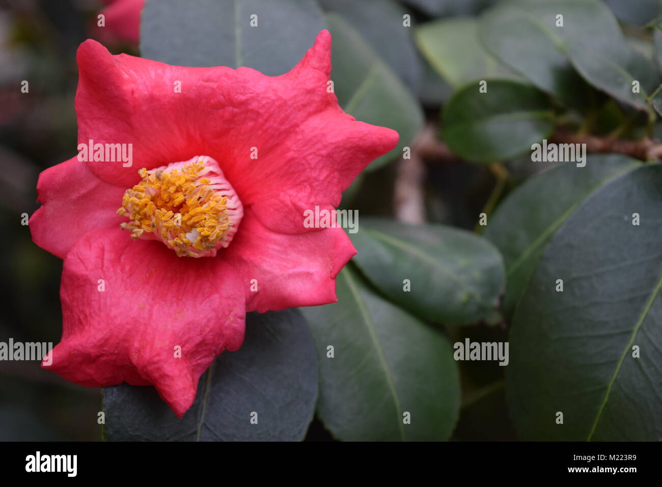 A Relatively close up botanical photo from a conservatory/greenhouse ...
