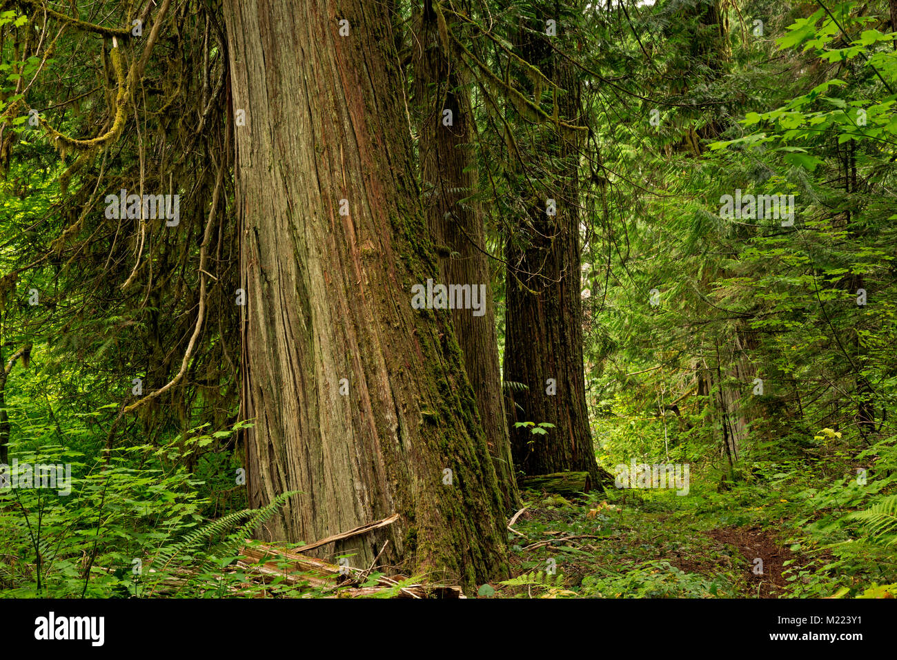 Pacific northwest big trees hi-res stock photography and images - Alamy