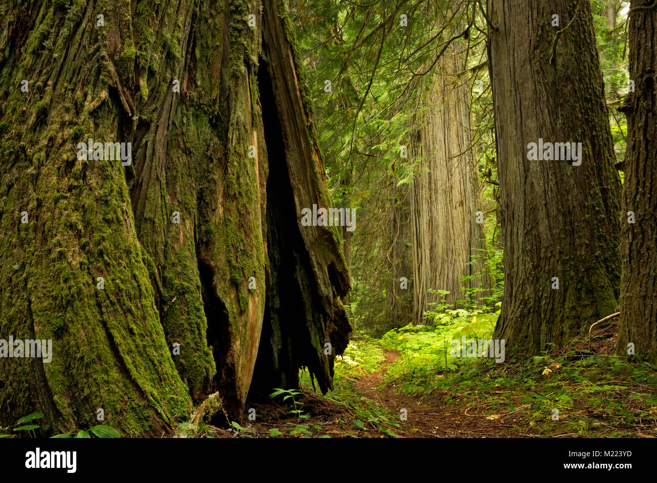 WA13221-00...WASHINGTON - Huge Western Red Cedar trees growing along ...