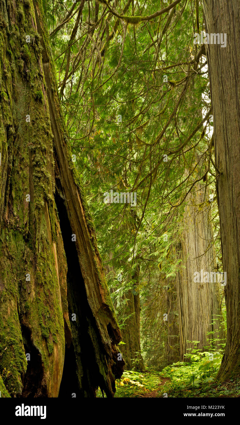 Pacific Northwest Big Trees High Resolution Stock Photography and ...