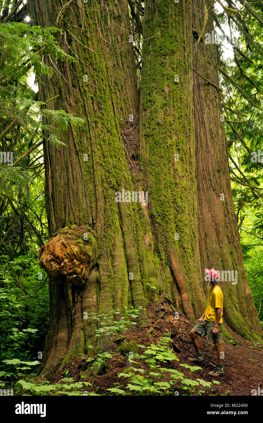 Giant red cedar tree hi-res stock photography and images - Alamy