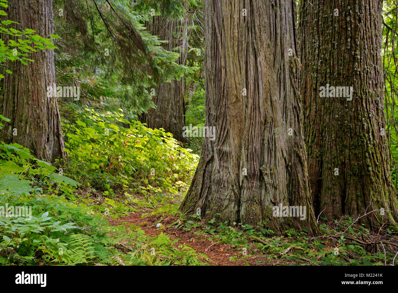 Big beaver trail hi-res stock photography and images - Alamy