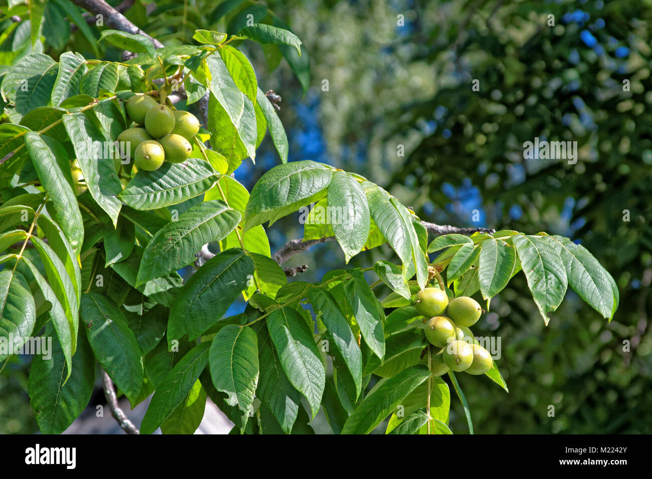 Edible plant in southeast asia hi-res stock photography and images - Alamy