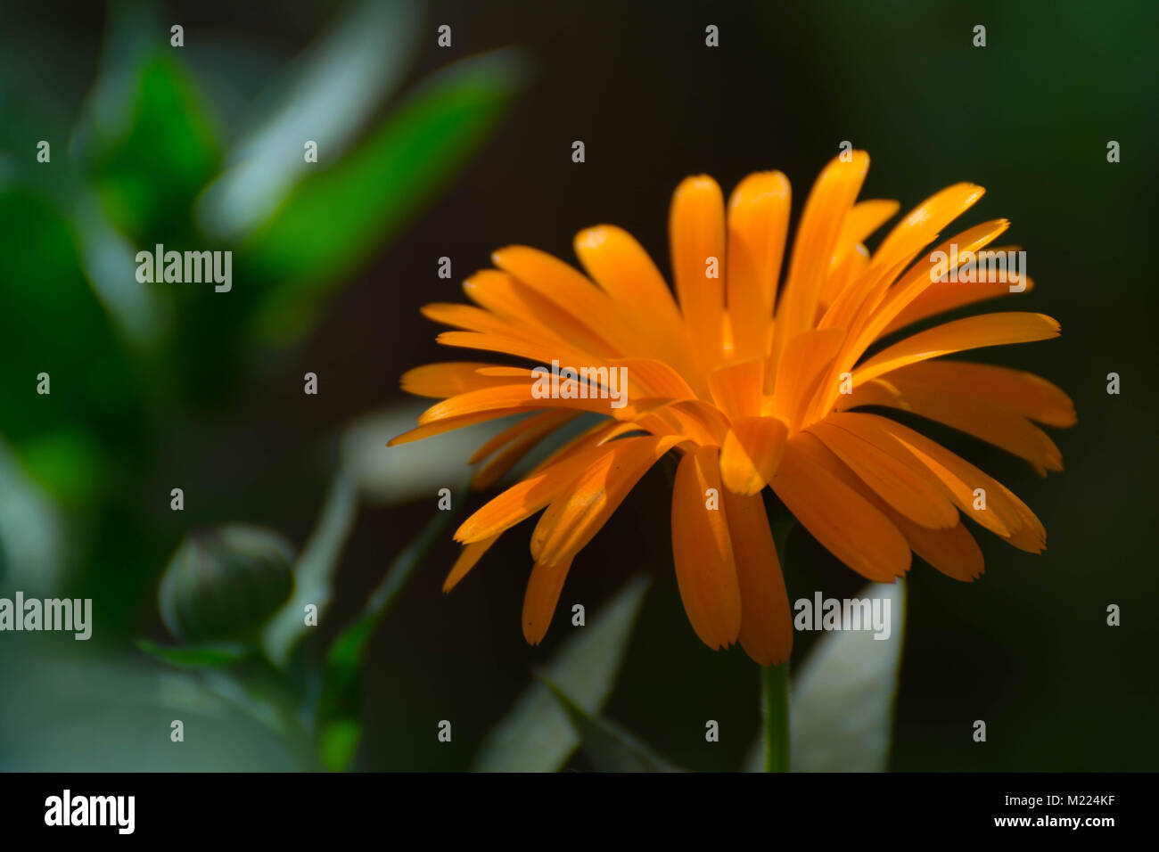 Soft and Beautiful Garden Orange Flower Stock Photo - Alamy