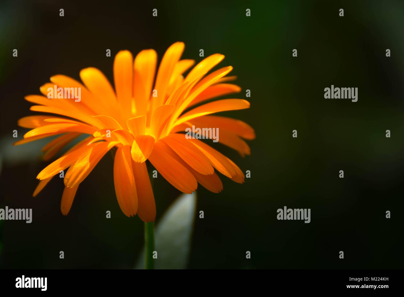 Soft and Beautiful Garden Orange Flower Stock Photo - Alamy