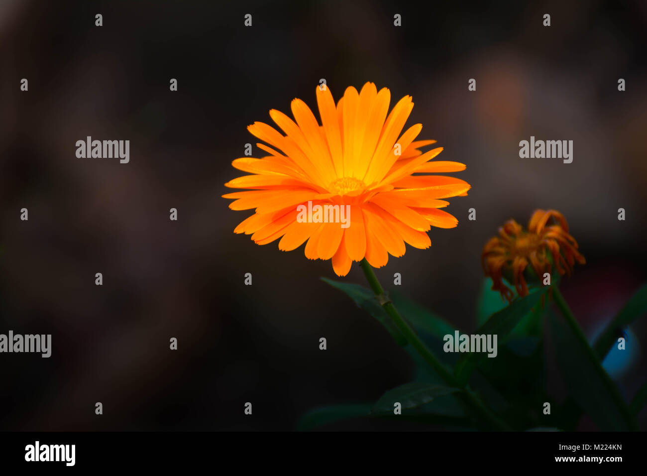 Soft and Beautiful Garden Orange Flower Stock Photo - Alamy