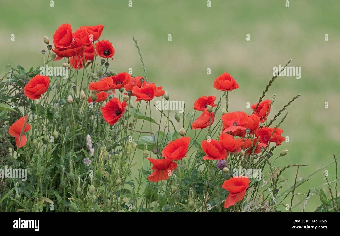 Common poppy uk hi-res stock photography and images - Alamy