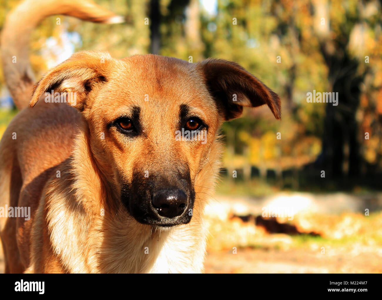 Droop drooping hi-res stock photography and images - Alamy