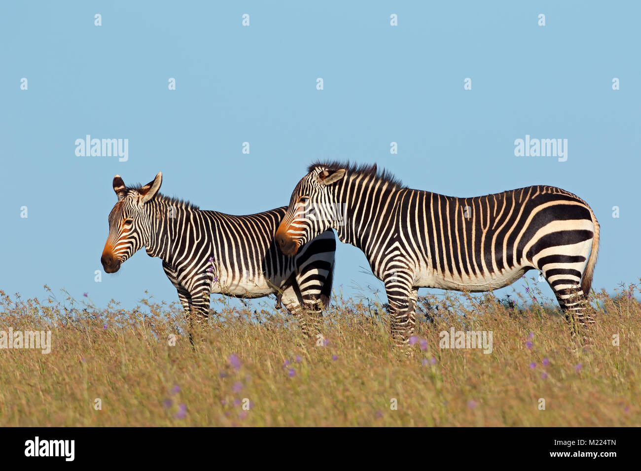 Cape mountain zebras (Equus zebra) in grassland, Mountain Zebra ...