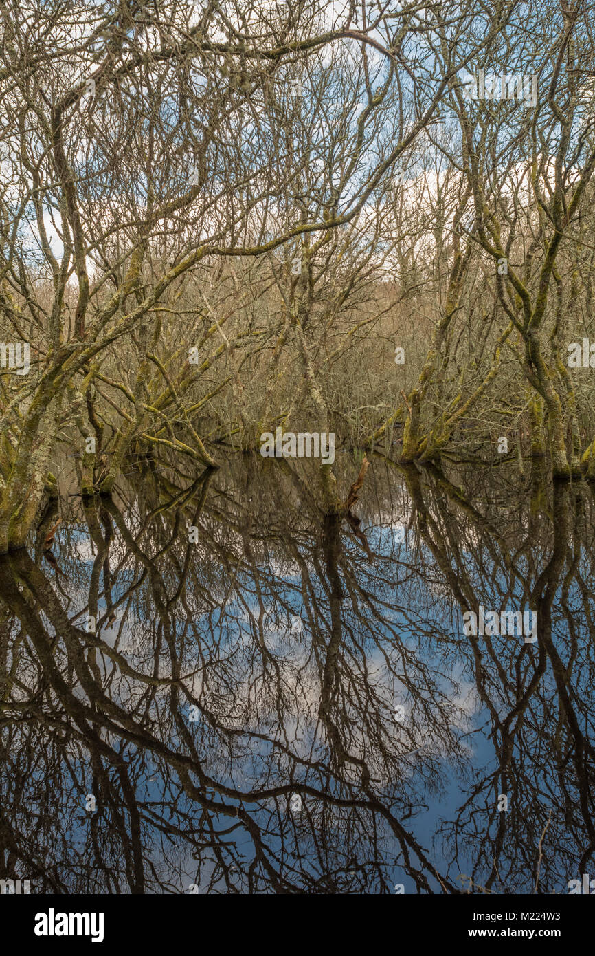 Waterlogged trees in a temperate climate swamp forest / woodland swamp ...