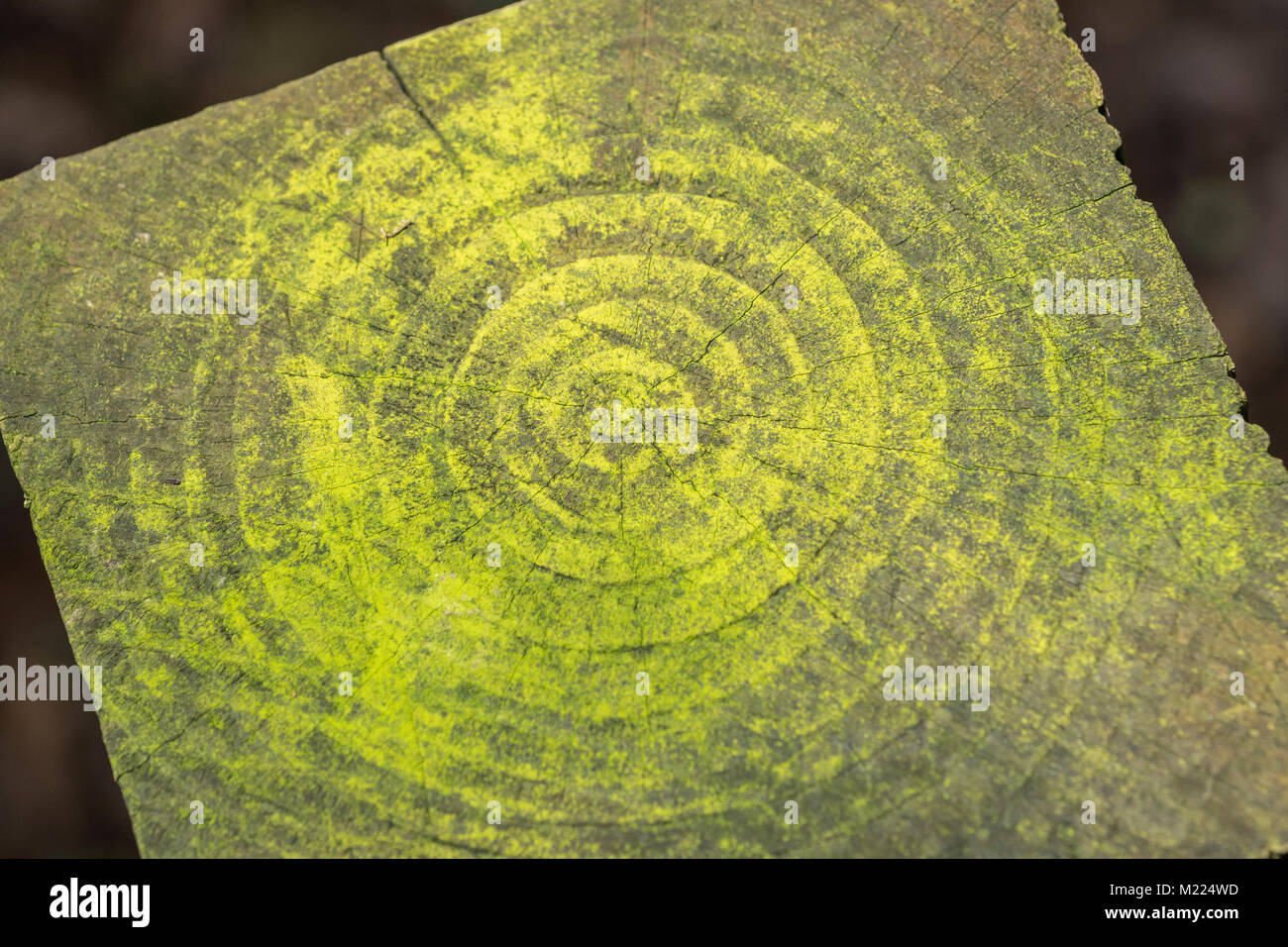 Concentric circles in nature hi-res stock photography and images - Alamy