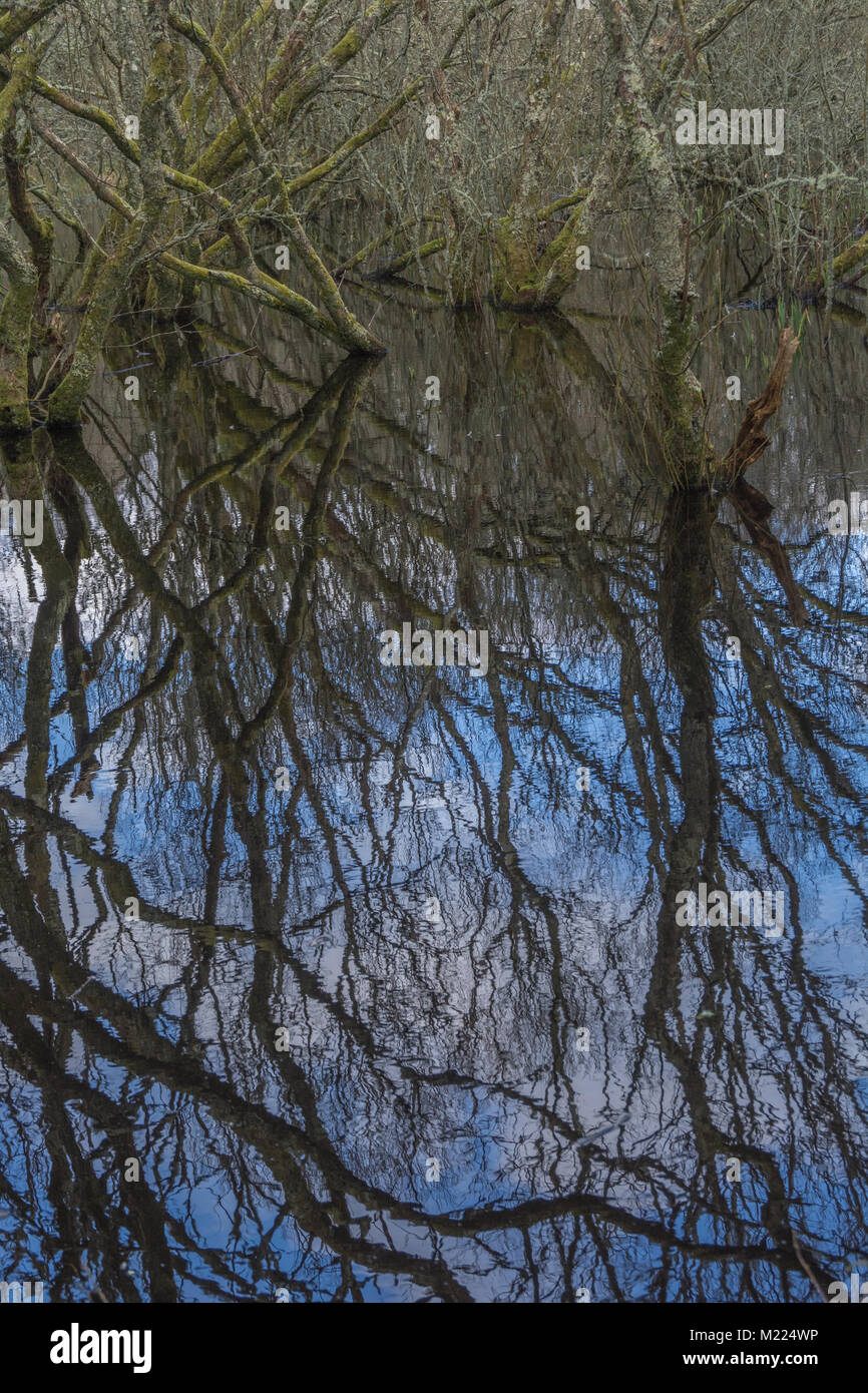 Waterlogged trees in a temperate climate swamp forest / woodland swamp ...