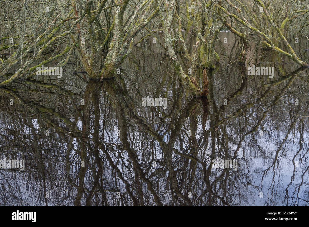 Waterlogged trees in a temperate climate swamp forest / woodland swamp ...