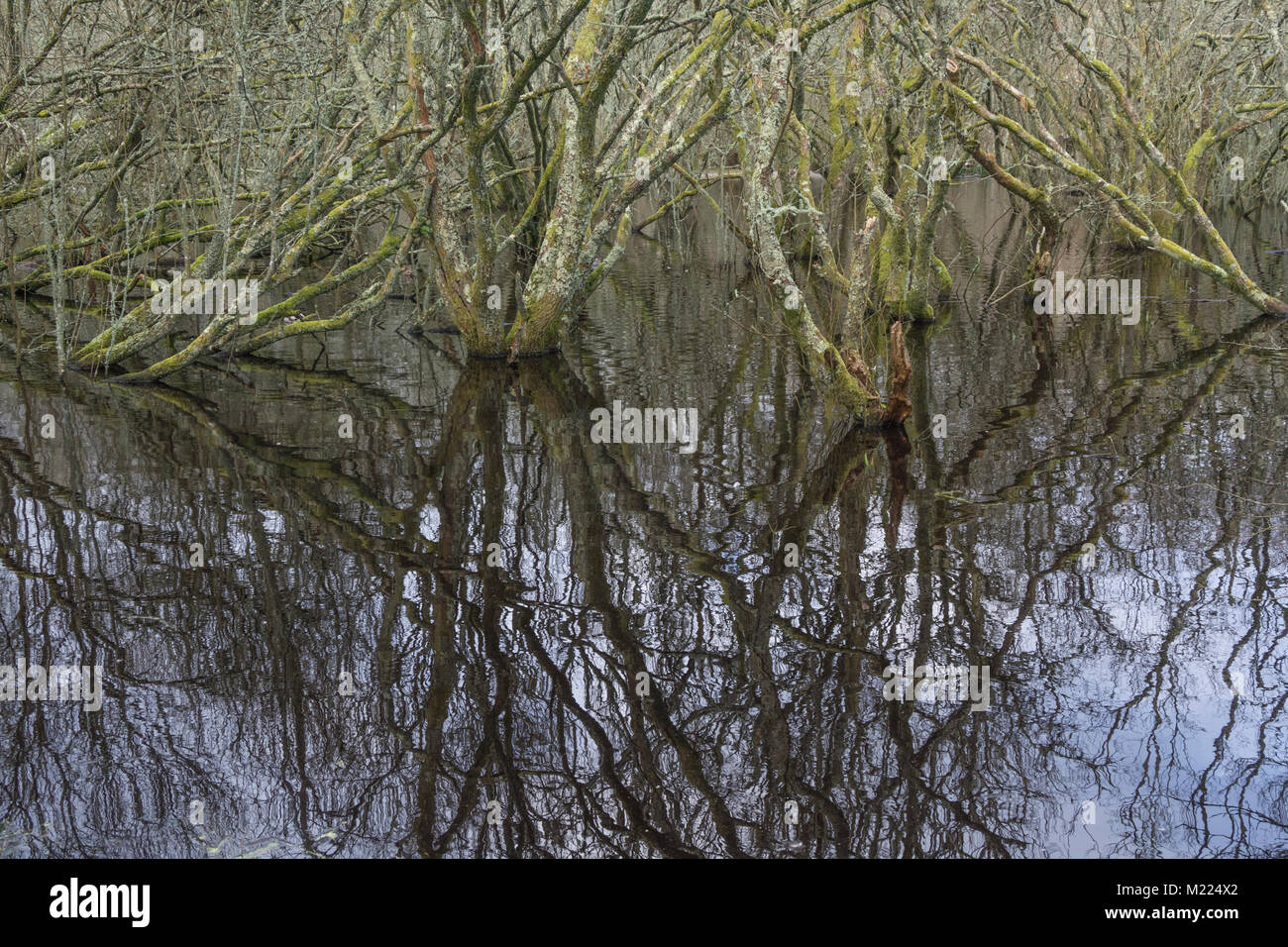 Waterlogged trees in a temperate climate swamp forest / woodland swamp ...