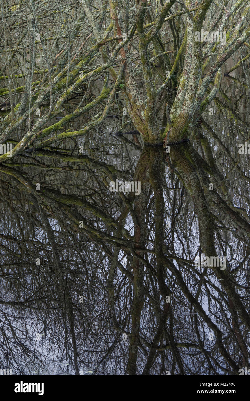 Waterlogged trees in a temperate climate swamp forest / woodland swamp ...