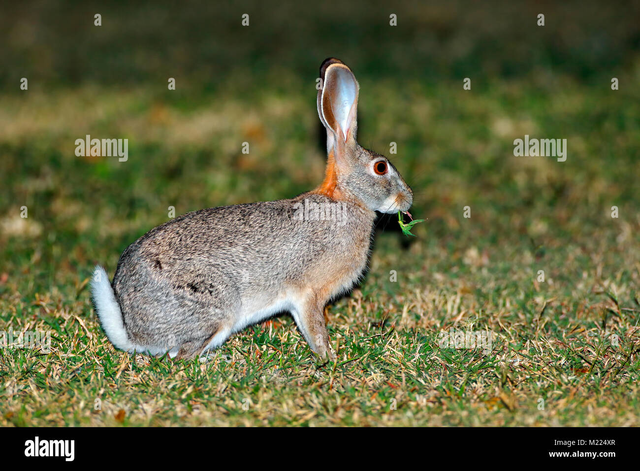 Scrub hare (Lepus saxatilis) in natural habitat, South Africa Stock ...