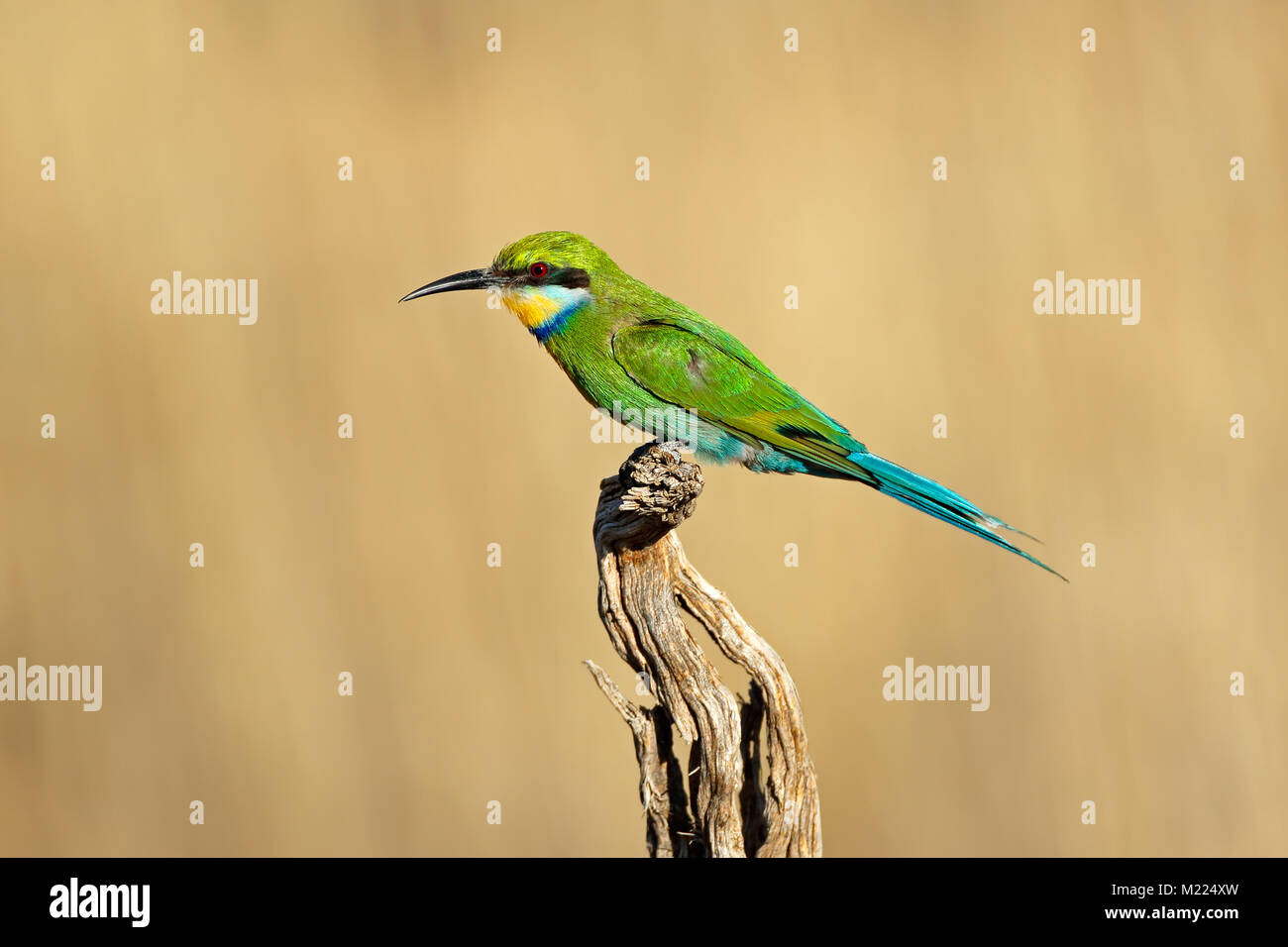 African bee eater hi-res stock photography and images - Alamy