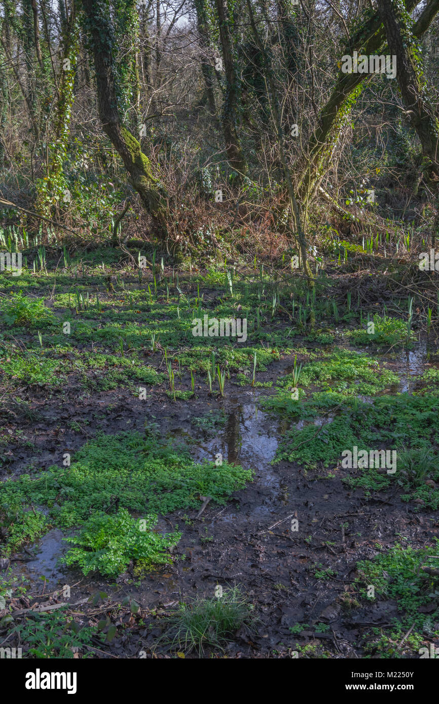 Swampy ground in Early spring in Cornwall. Plants include Yellow Iris ...