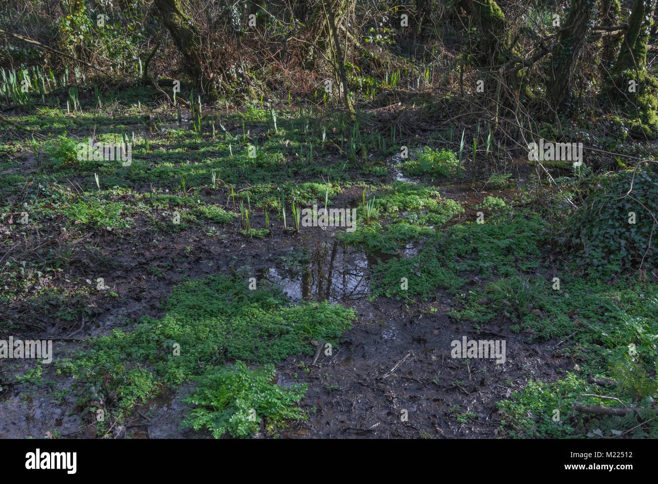 Swampy ground in Early spring in Cornwall. Plants include Yellow Iris ...