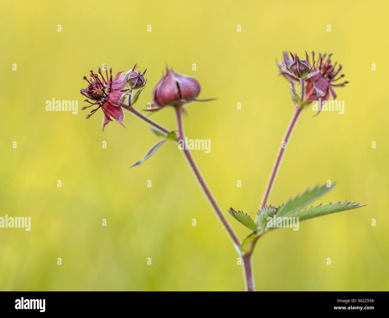 Purple marshlocks (Comarum palustre) close up. It has a circumboreal ...