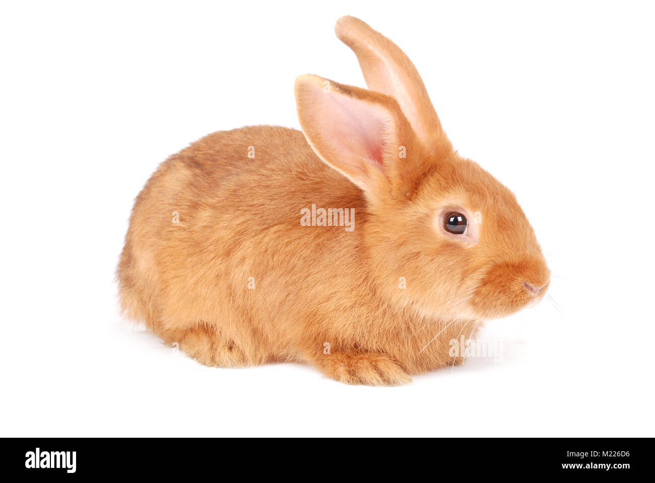 Little orange rabbit isolated on white background Stock Photo - Alamy