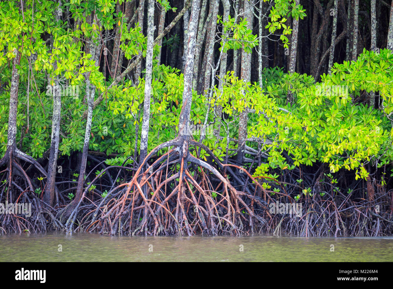Coastal mangroves growing in Port Douglas, tropical far north ...