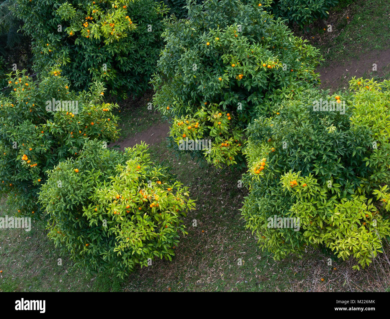 Orange grove aerial hi-res stock photography and images - Alamy
