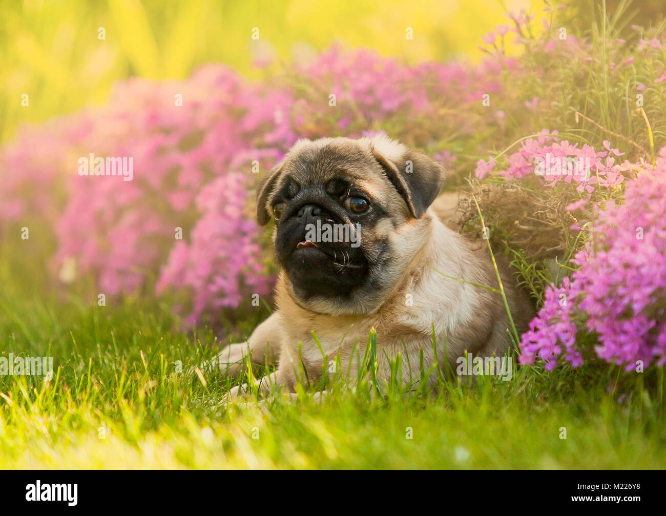 Puppy dog, the pug in the garden on the lawn, on the green grass near ...