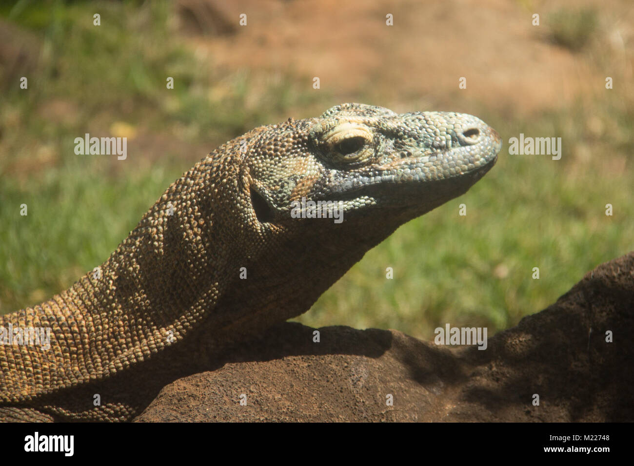 Face and neck of a Komodo Dragon from Honolulu zoo Stock Photo - Alamy