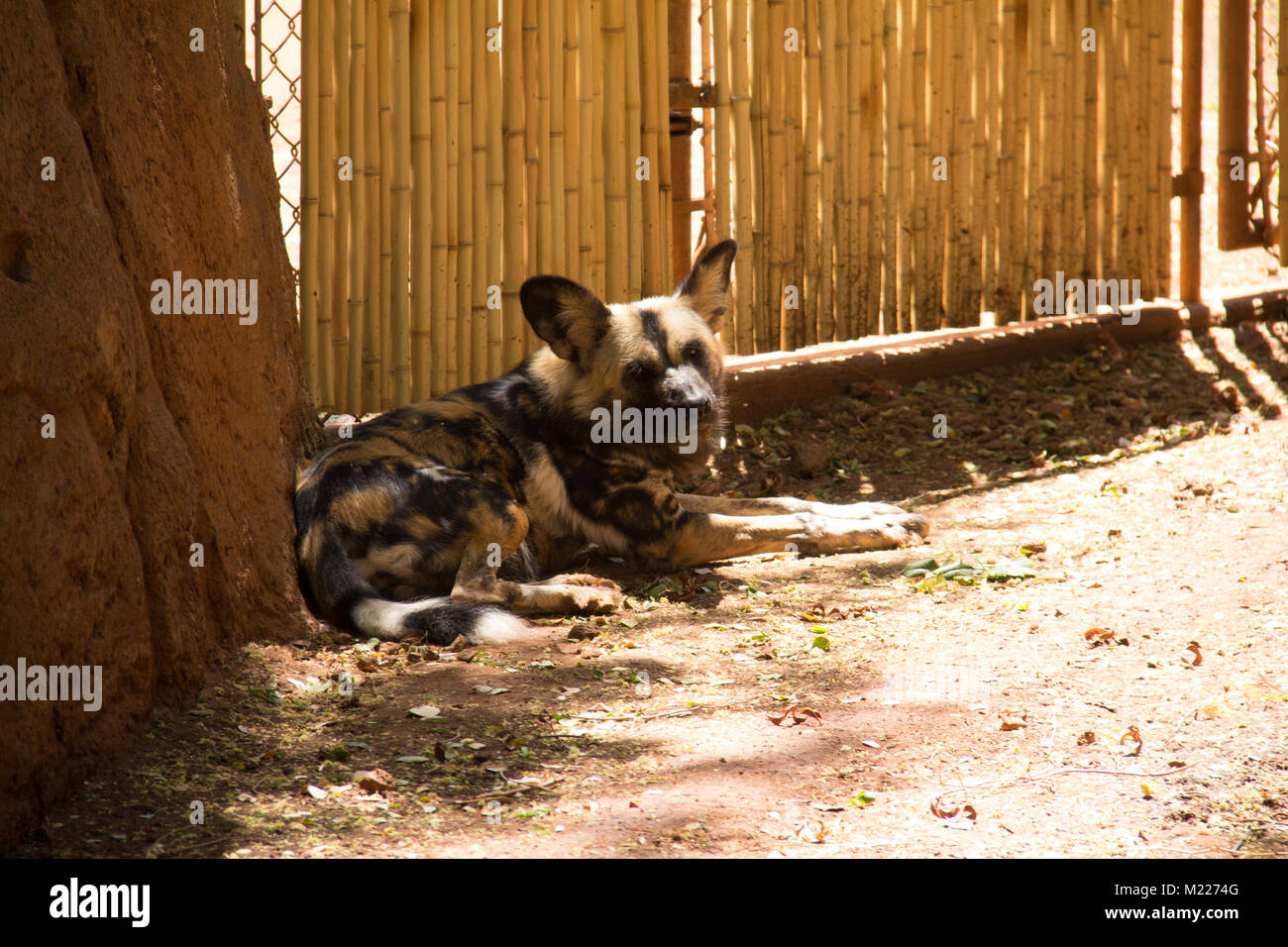 African hunting dog or African wild dog from the Honolulu zoo Stock ...