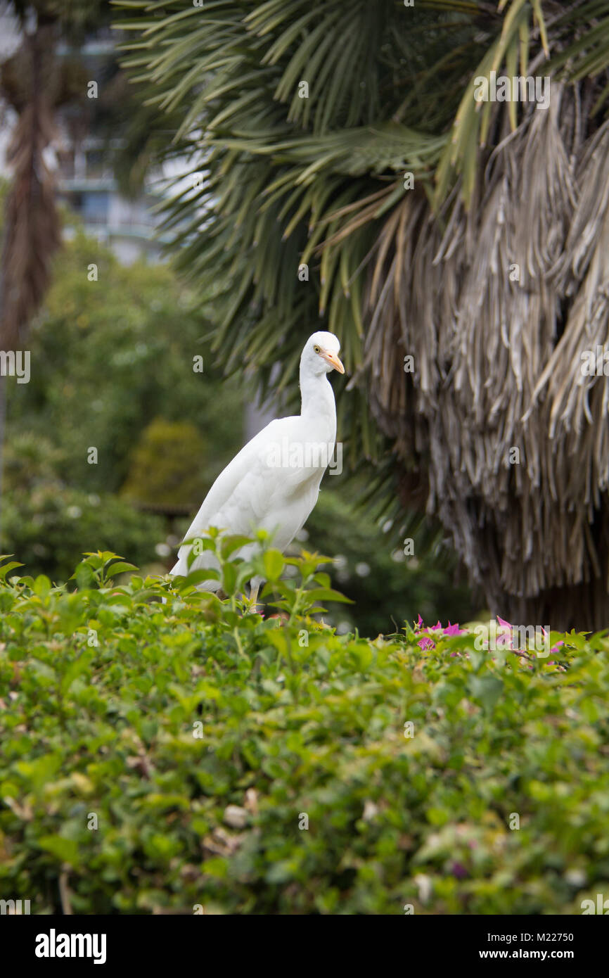 White bird From the Honolulu, Hawaii Zoo Stock Photo - Alamy