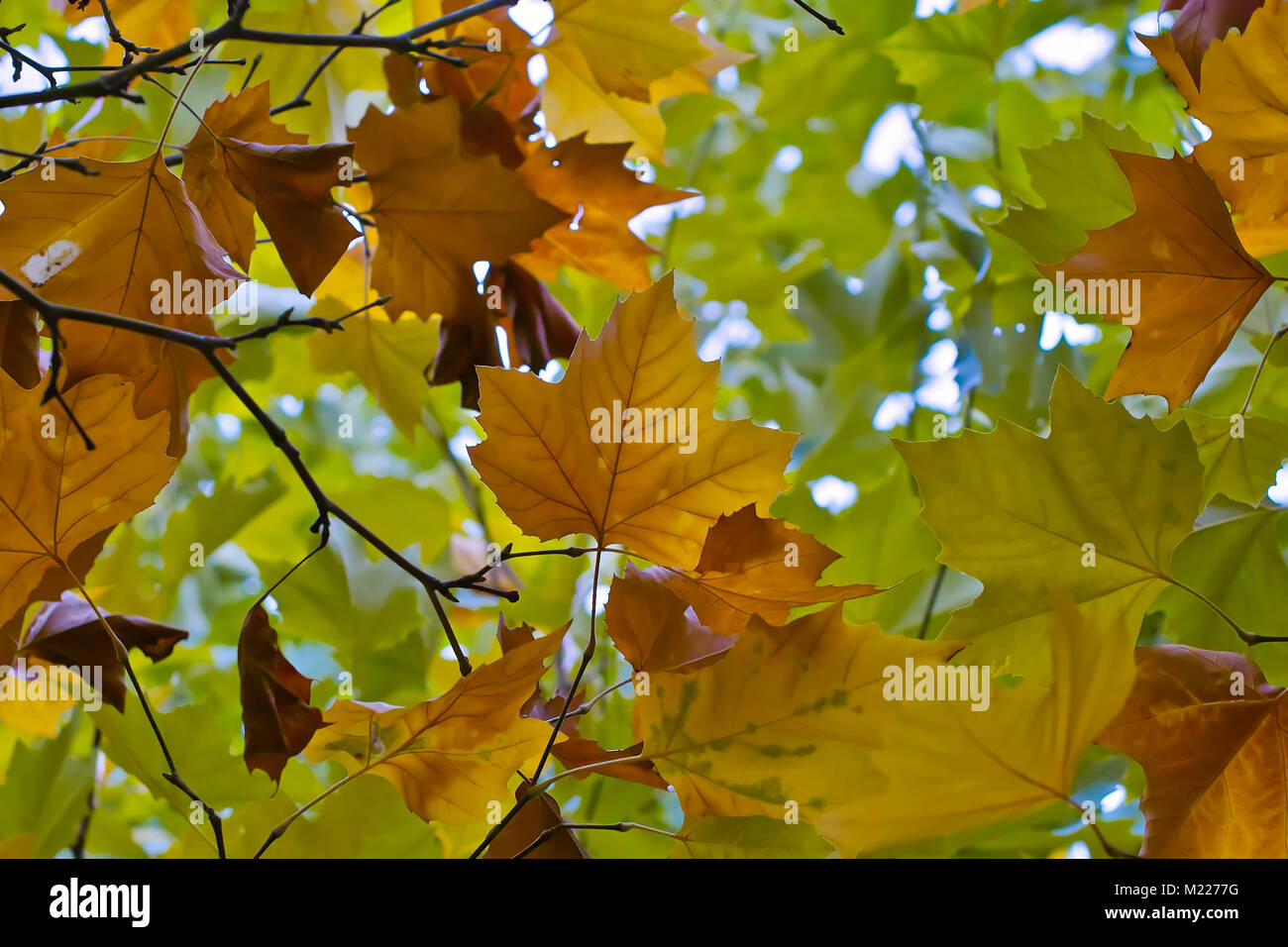 Leaves of a plane tree in a golden autumn Stock Photo - Alamy