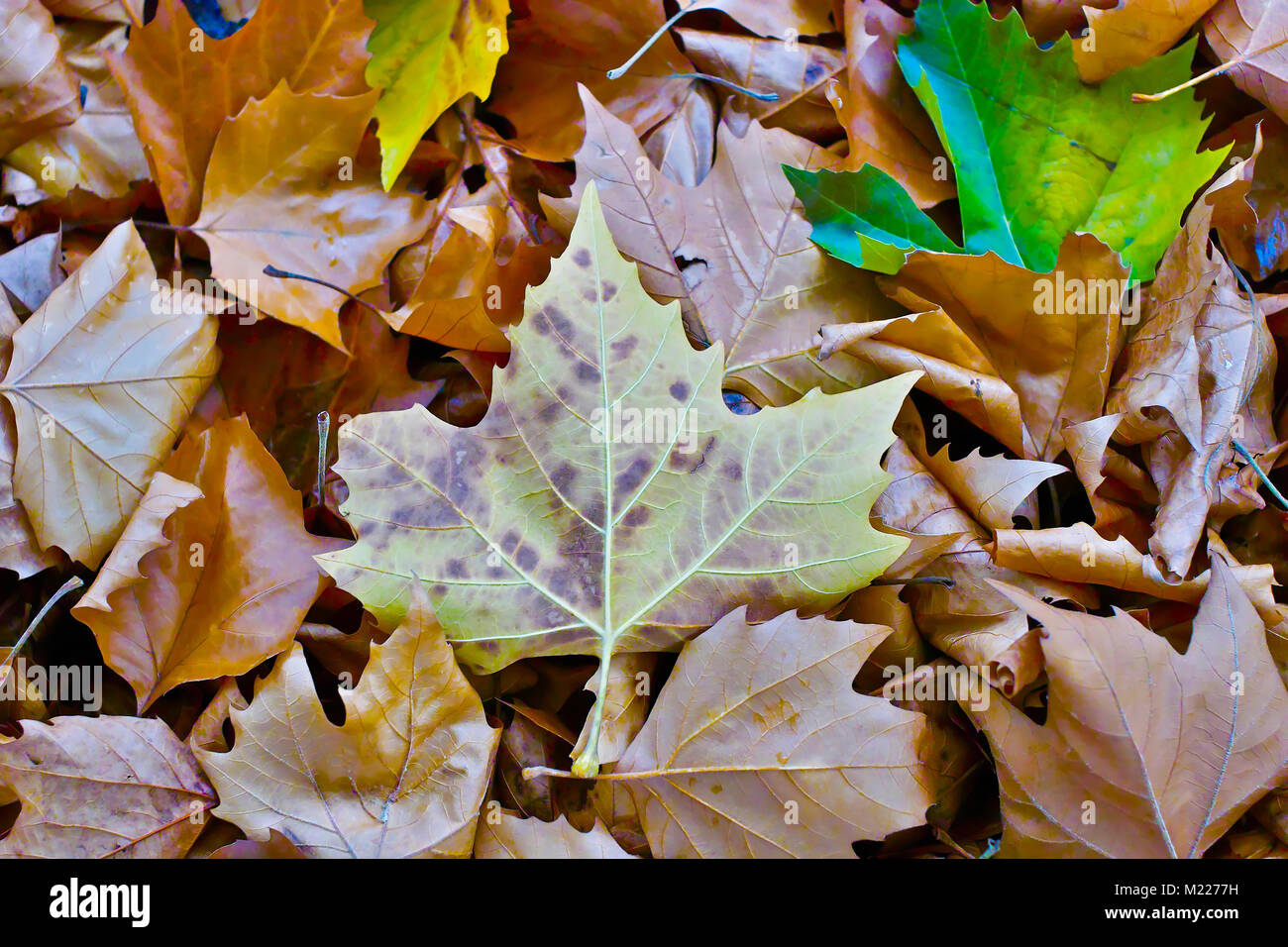 Fallen leaves of a plane tree on the ground in a golden autumn Stock ...