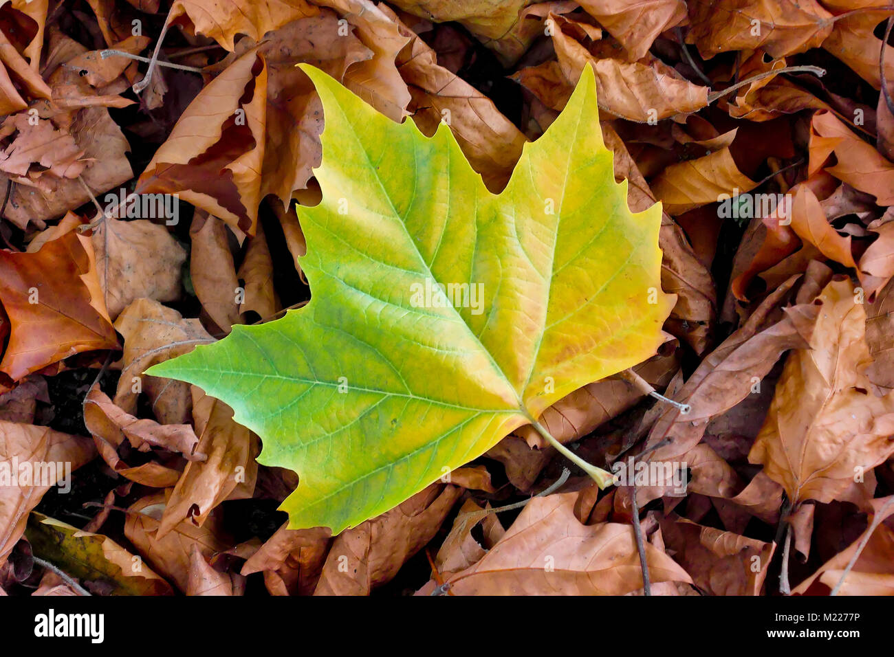 Fallen leaves of a plane tree on the ground in a golden autumn Stock ...