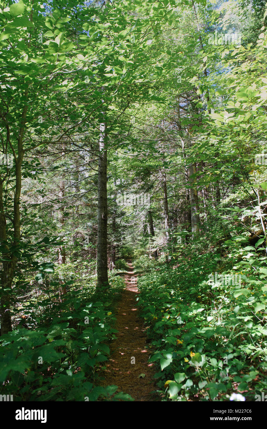 Hiking trail in the forest, Upper New York, USA Stock Photo - Alamy