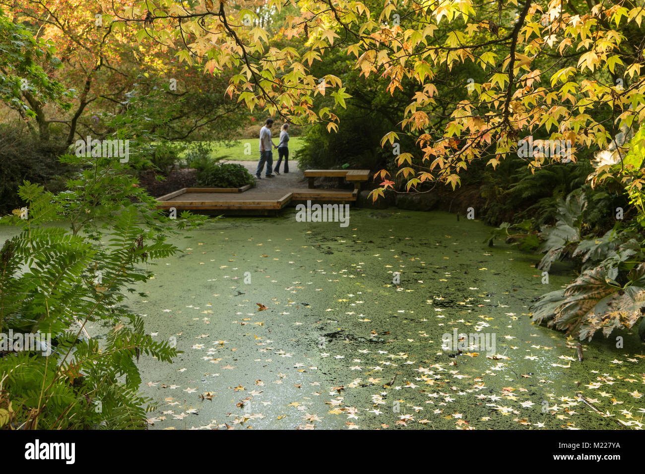 Seattle washington park arboretum hi-res stock photography and images ...