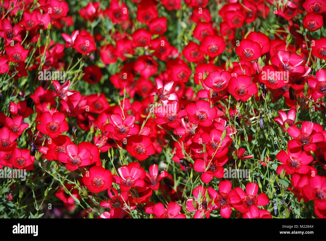 small red roses . Poppy papaver rhoeas in meadow. Summer garden red ...