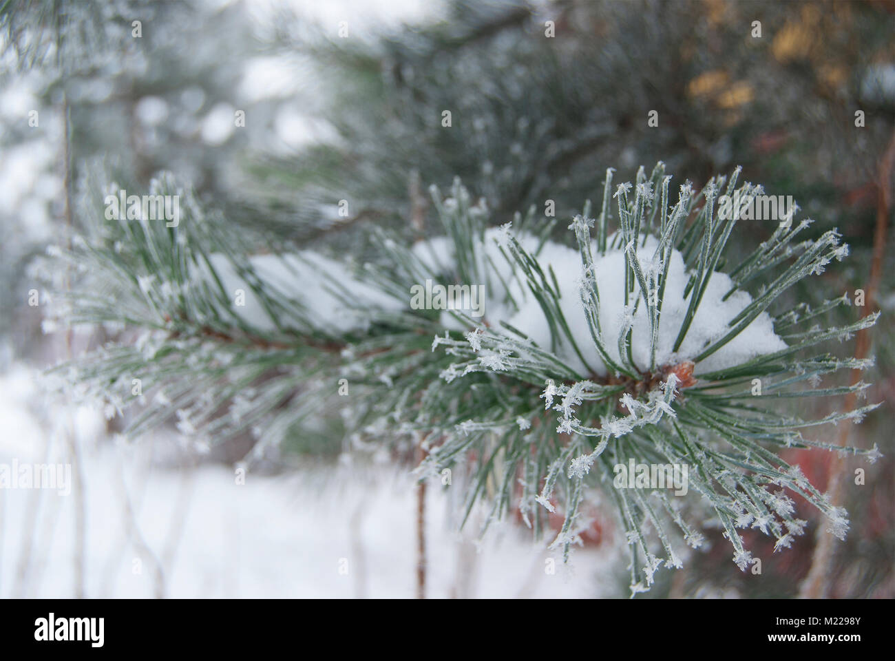 A branch of pine covered with hoarfrost in heavy frost. Winter ...
