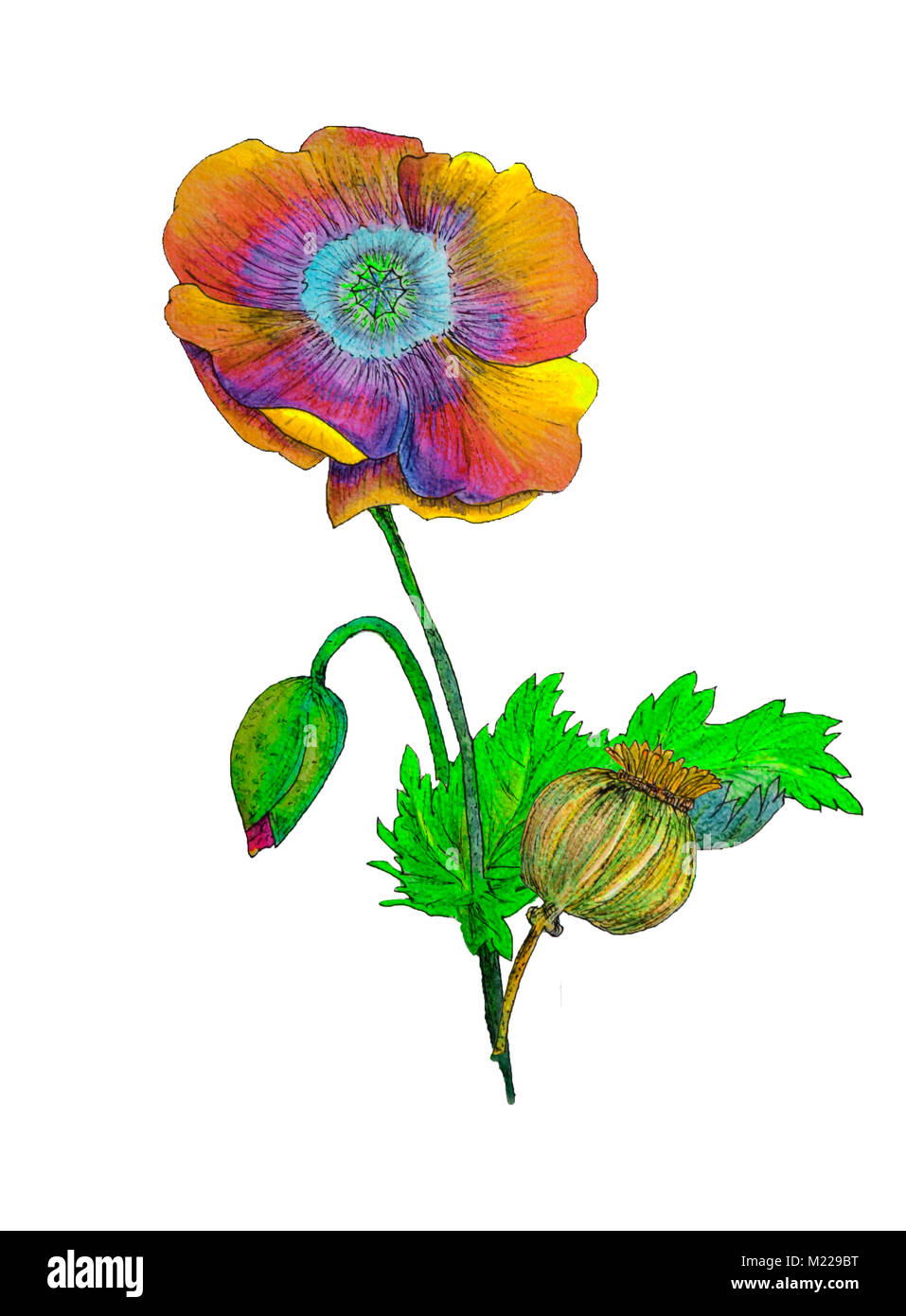 Hand drawn red poppy Cut Out Stock Images & Pictures - Alamy