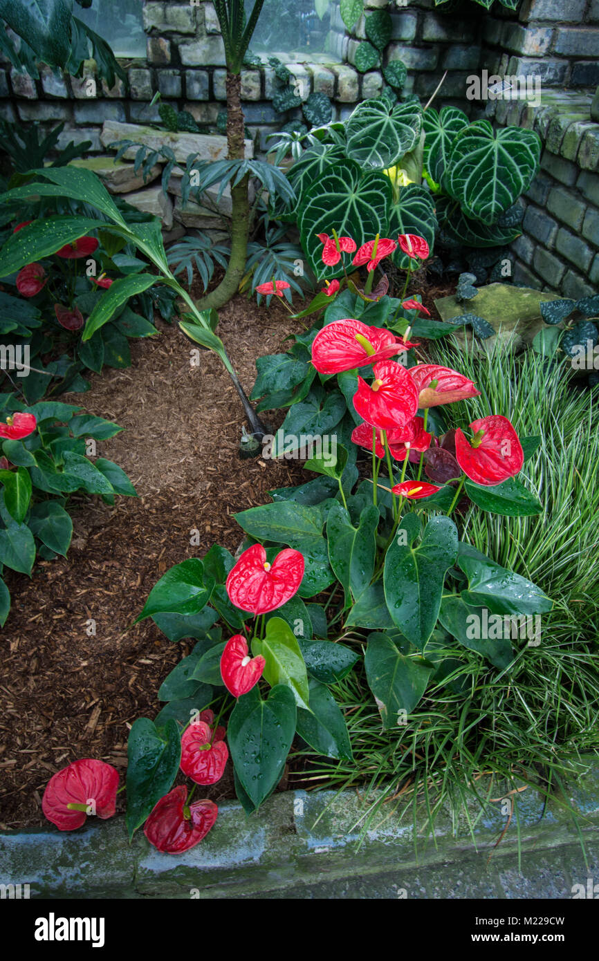 Botanical gardens Montreal pink plants plant colour inside hothouse ...